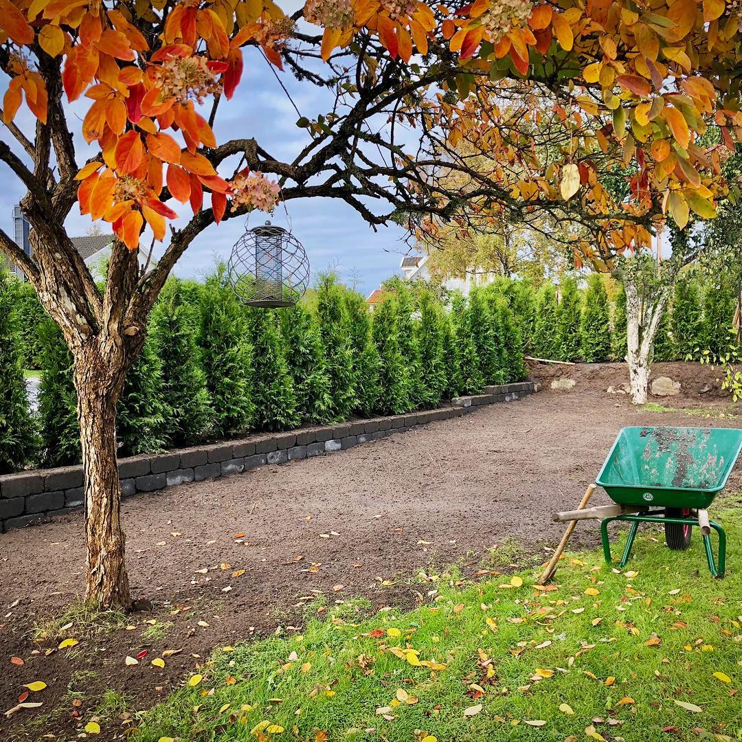 Tuija-aita: tutustu 3 erilaiseen tuija-aitaan